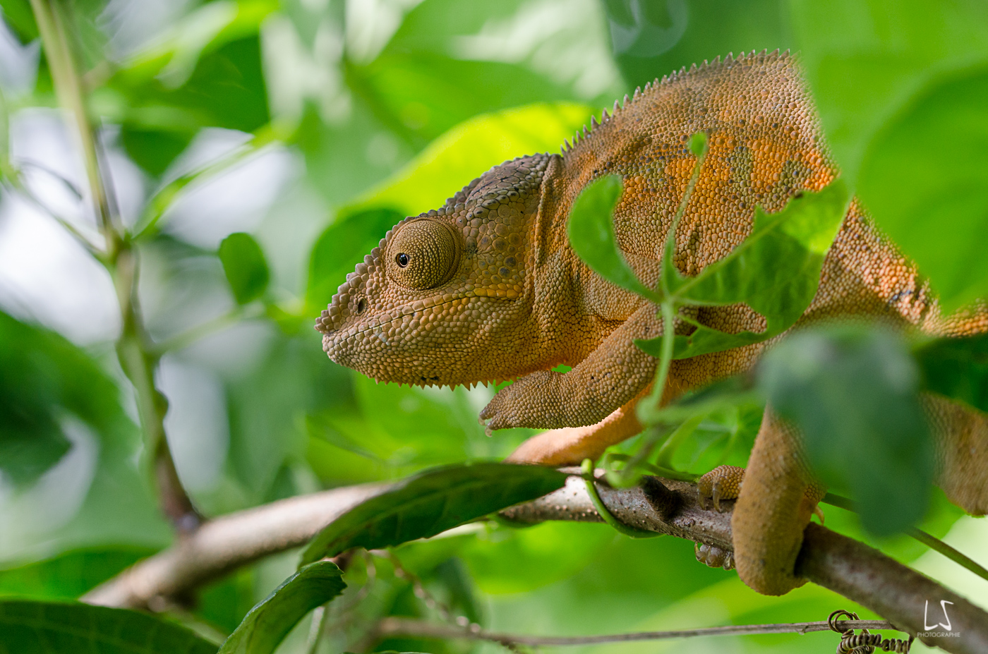 LA FAUNE - lsphotographie